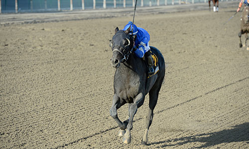 Darley doubles up - This is Horse Racing