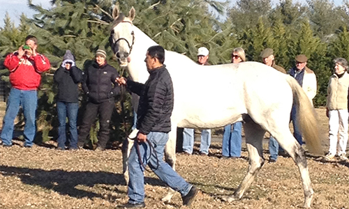 Heritage makes impact at stallion show - This is Horse Racing