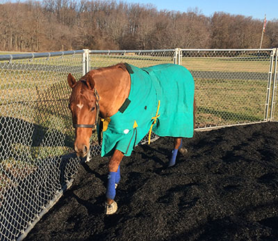Monday Morning Trainer: Catching Up - This is Horse Racing