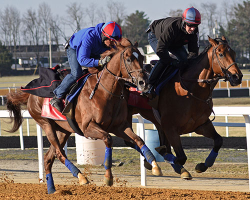 Irish War Cry looks to wake up Derby chances - This is Horse Racing