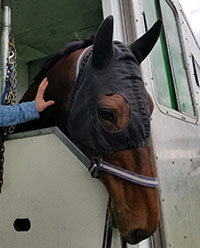 Wicklow Brave aims to add U.S. win to storied career - This is Horse Racing