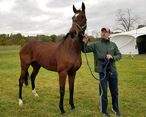 Wicklow Brave aims to add U.S. win to storied career - This is Horse Racing