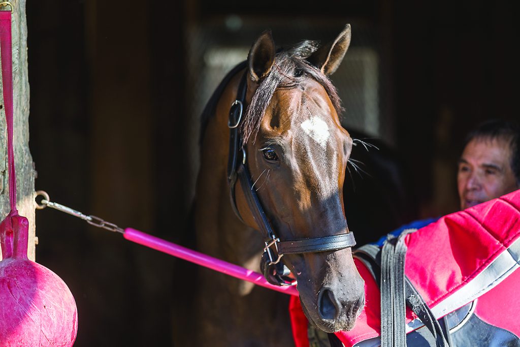 Fasig-Tipton Stable Tour with Phil Bauer - This is Horse Racing